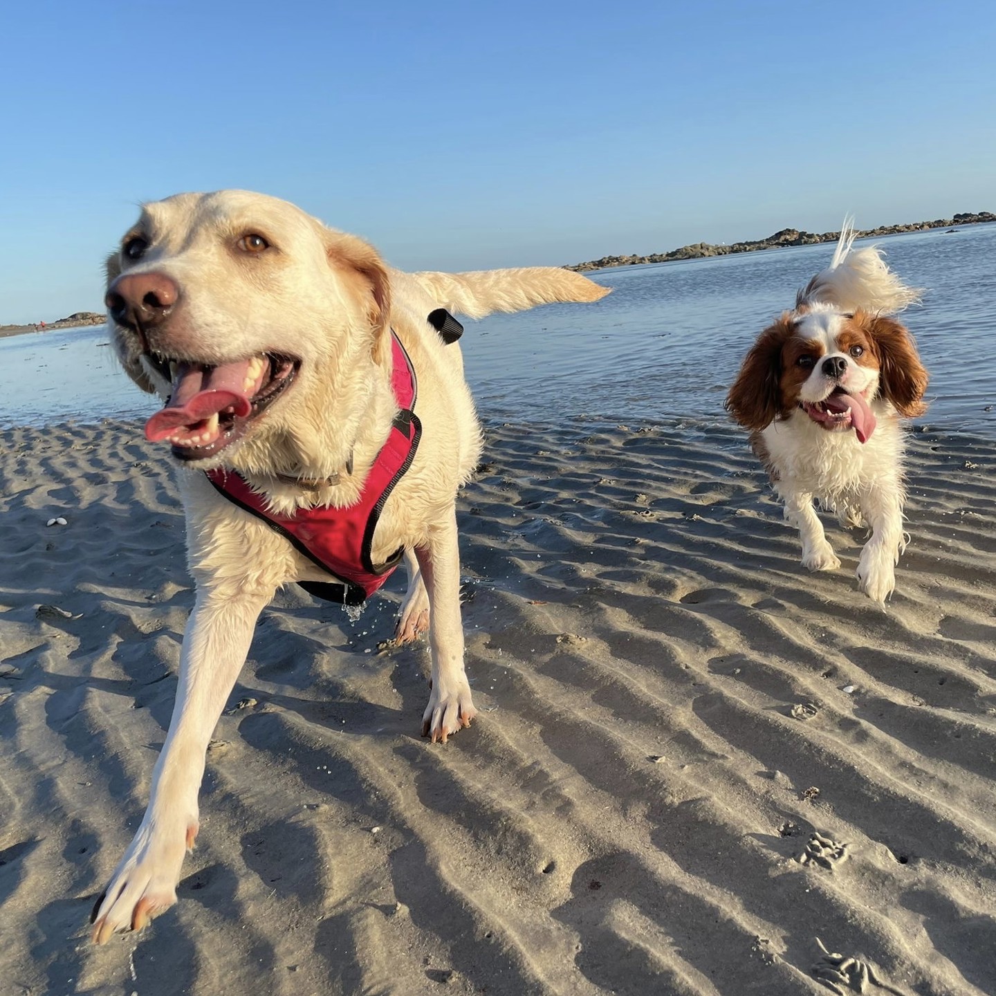 Dog-Friendly Breaks | Les Ormes